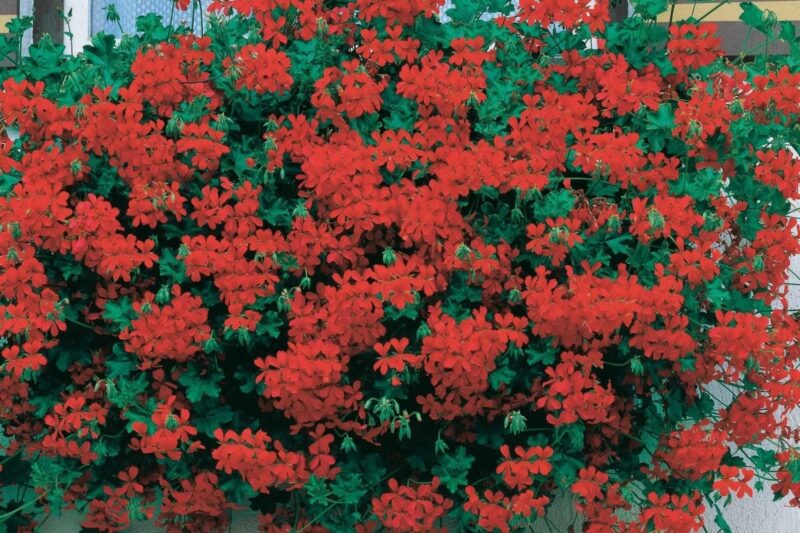 7 plantes à fleurs rouges à ajouter dans votre jardin