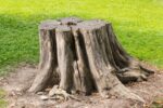 Dessouchage d'arbre : pourquoi est-il obligatoire et comment le réaliser