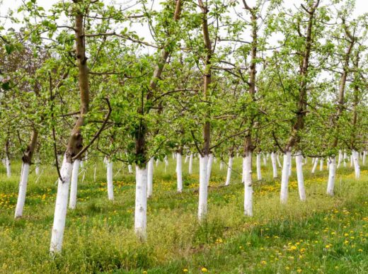 Arbre d'ornement : 24 des plus beaux arbres pour le jardin
