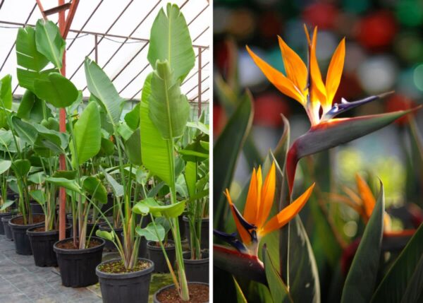 Les ronces envahissent votre jardin ! voici une solution naturelle pour ...