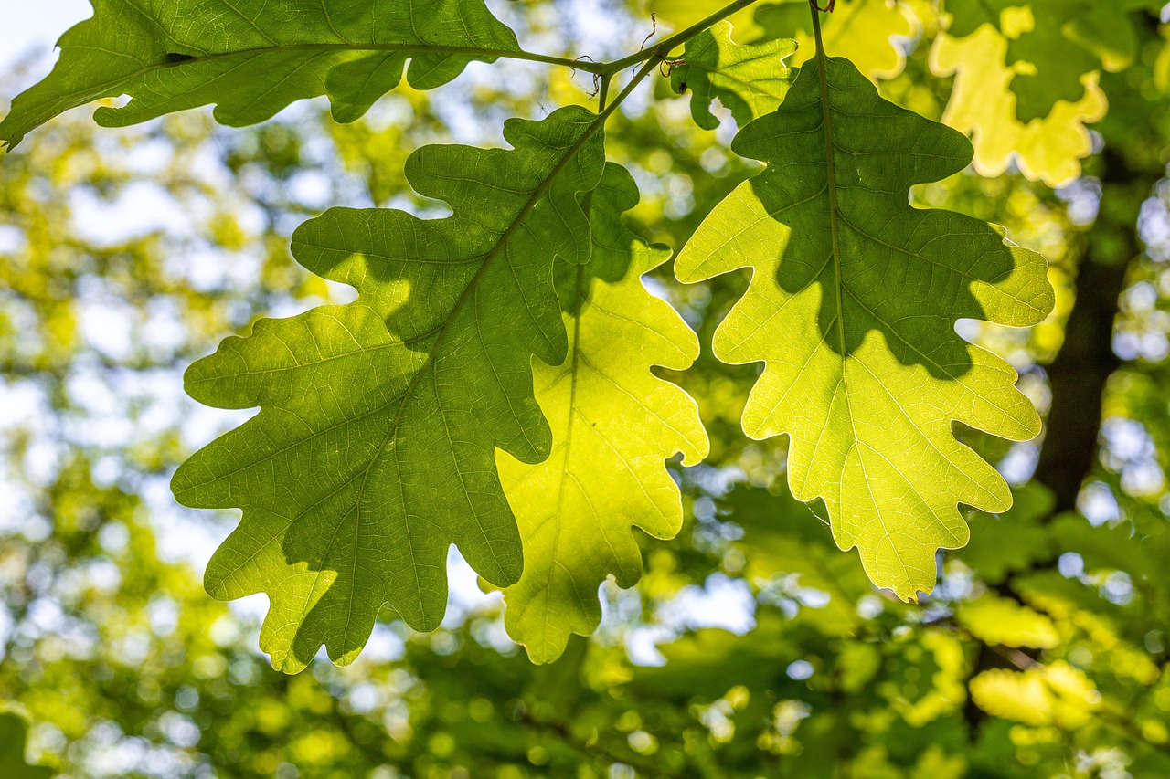 Allergies au pollen : les arbres les plus allergisants à surveiller ce ...