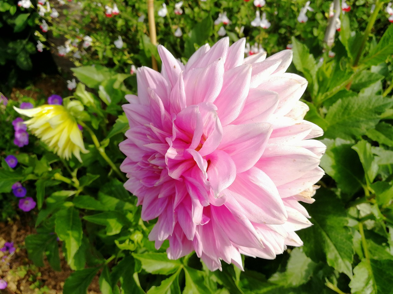 15 des plus belles fleurs roses à planter au printemps pour un jardin ...