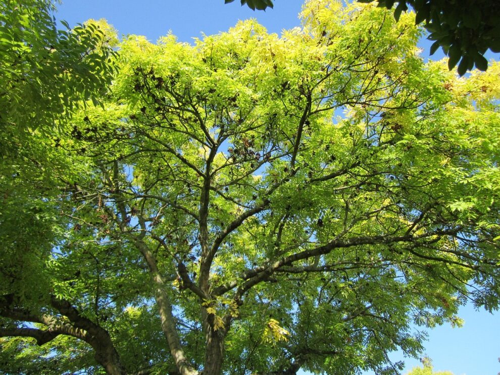 Allergies au pollen : les arbres les plus allergisants à surveiller ce ...