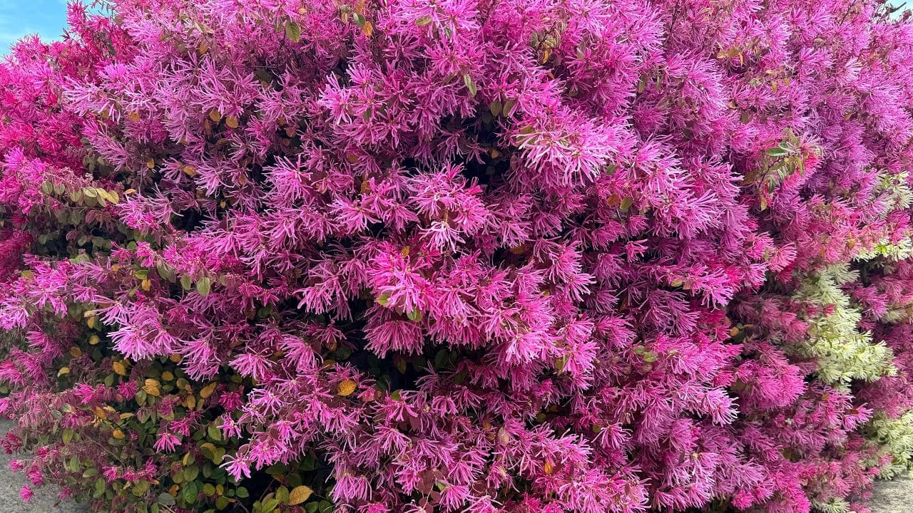 Ces 12 arbustes au feuillage rouge pour une touche spectaculaire en ...