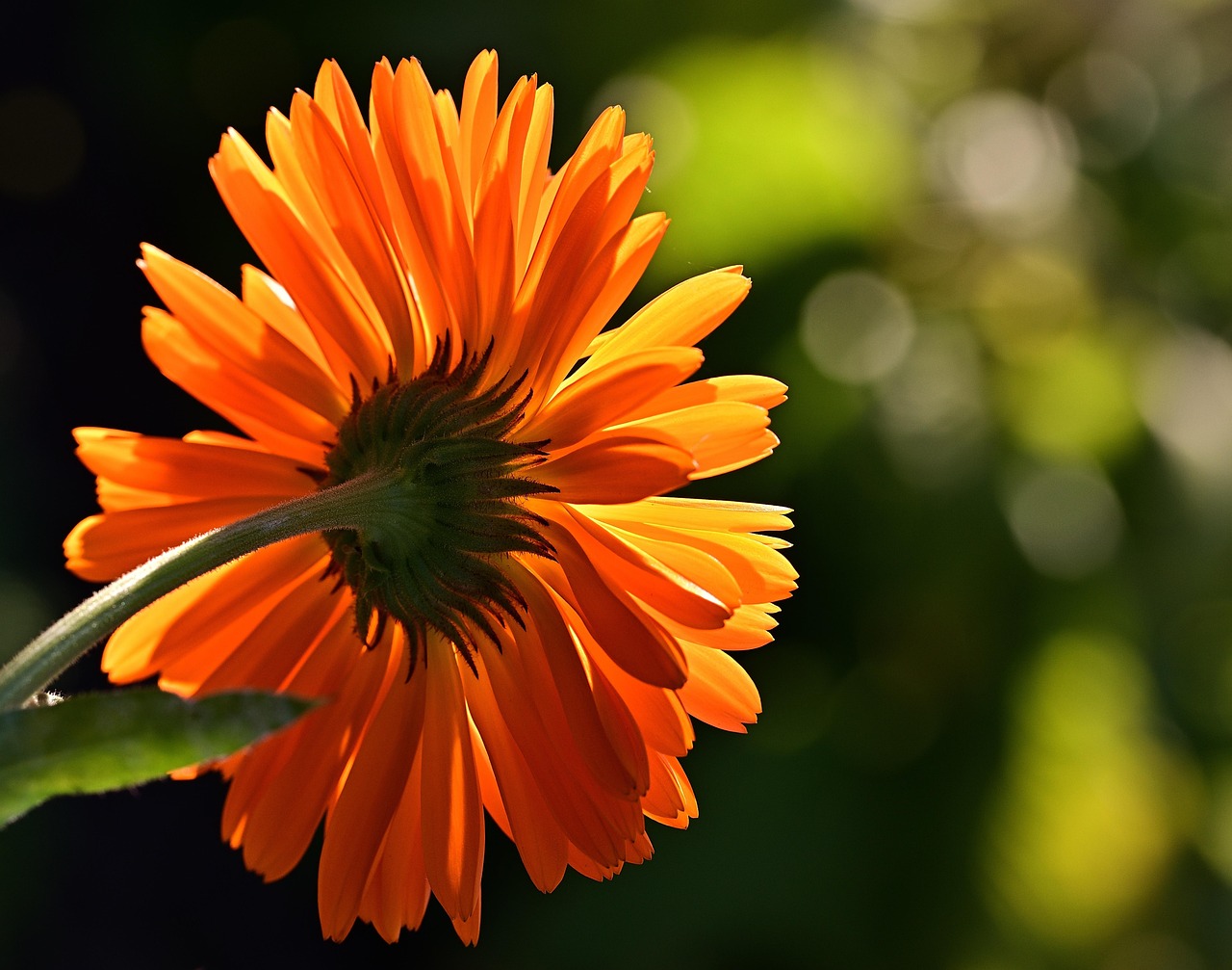 Plantes anti-insectes : la solution naturelle pour un jardin sans ...