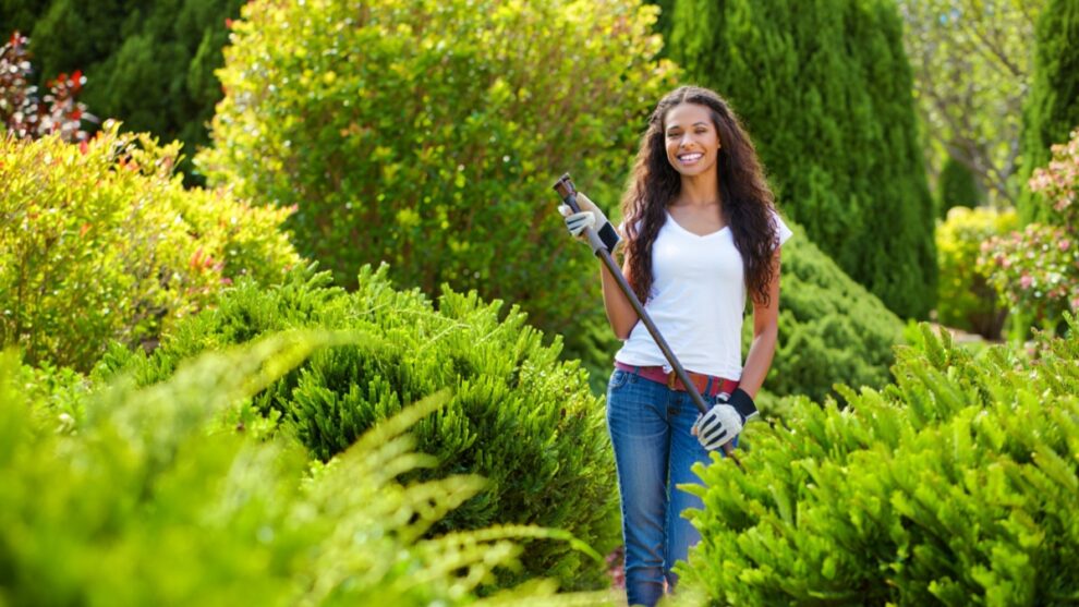 Ces 4 arbustes vivaces se plantent une seule fois, et refleurissent ...