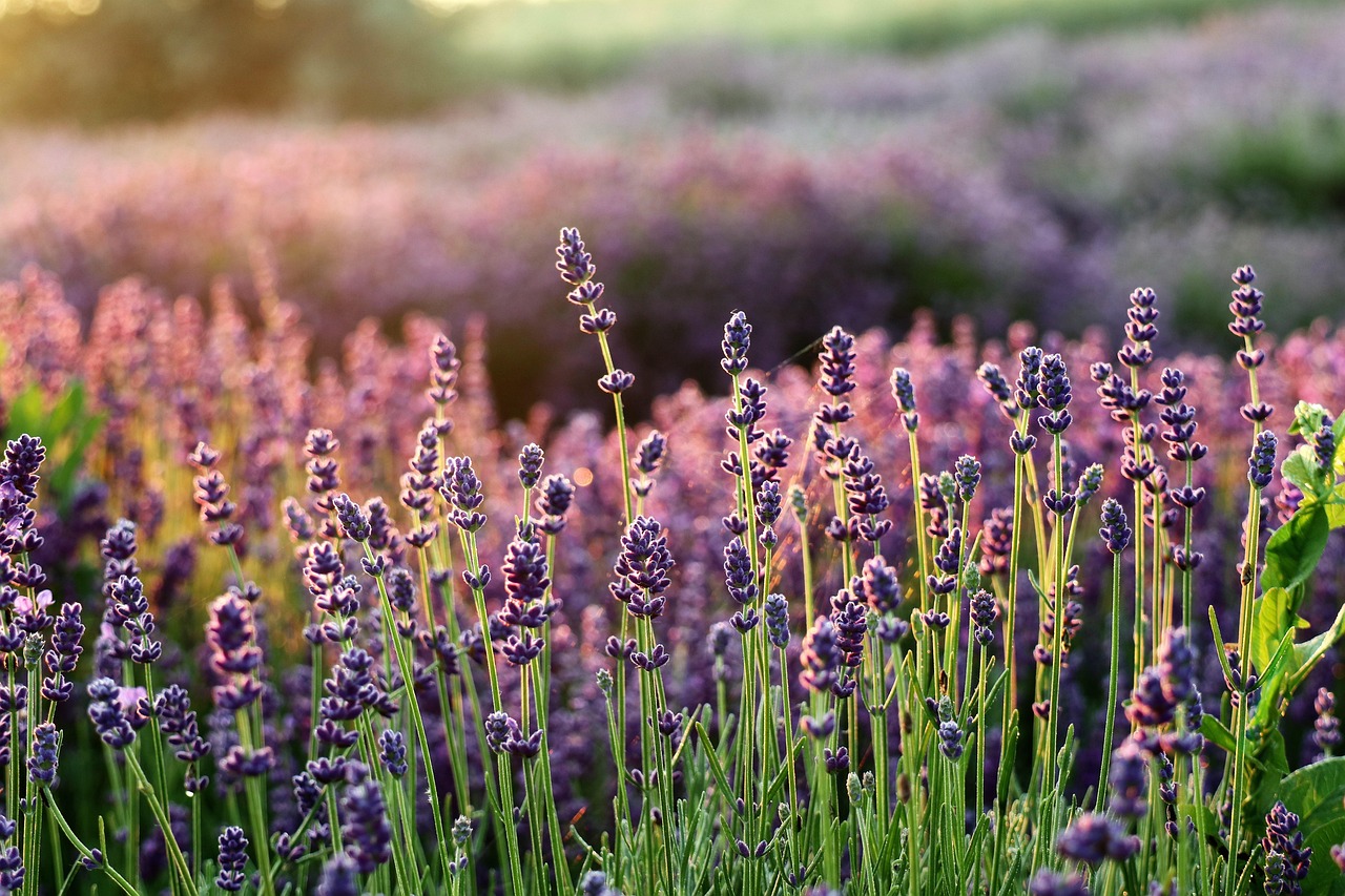 Bordure de jardin : ces 15 plantes sans entretien transforment vos ...