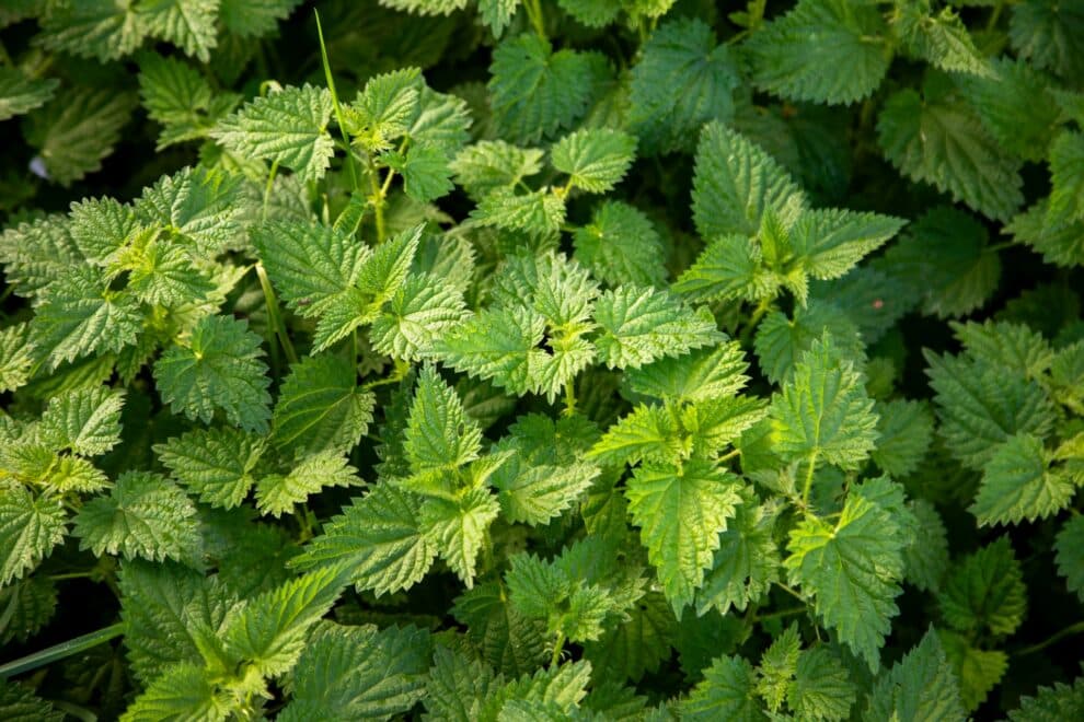 Comment créer un purin de plantes médicinales pour traiter ...