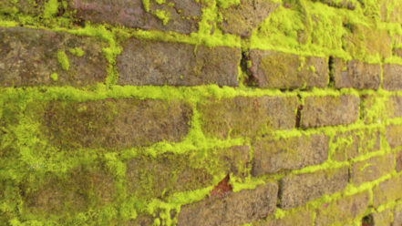 De la mousse sur les murs du jardin, et si c’était pas un si mauvais ...